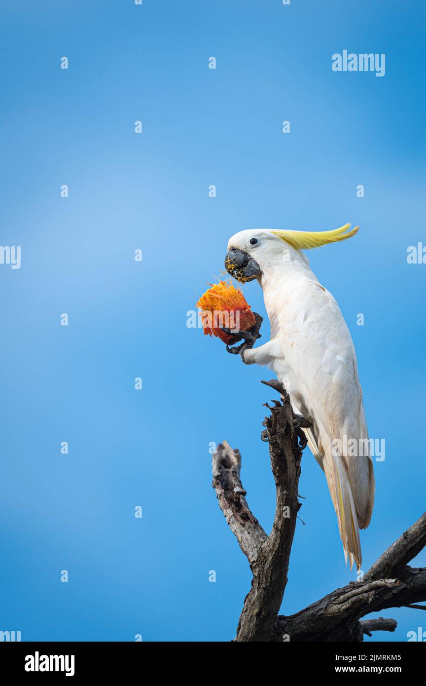 Mathews cockatoo feeding hi-res stock photography and images - Alamy