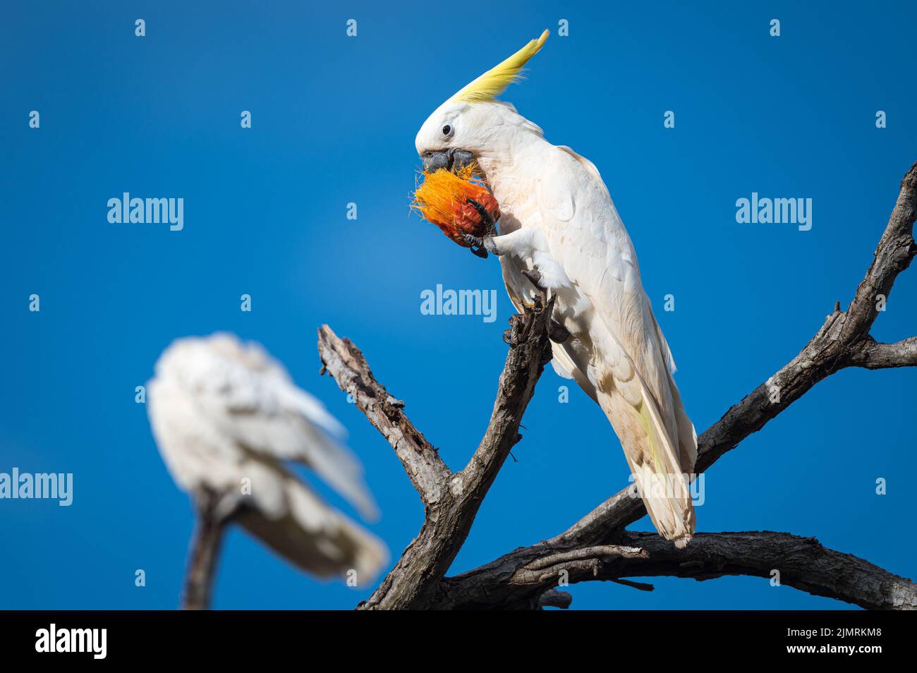 Mathews cockatoo feeding hi-res stock photography and images - Alamy