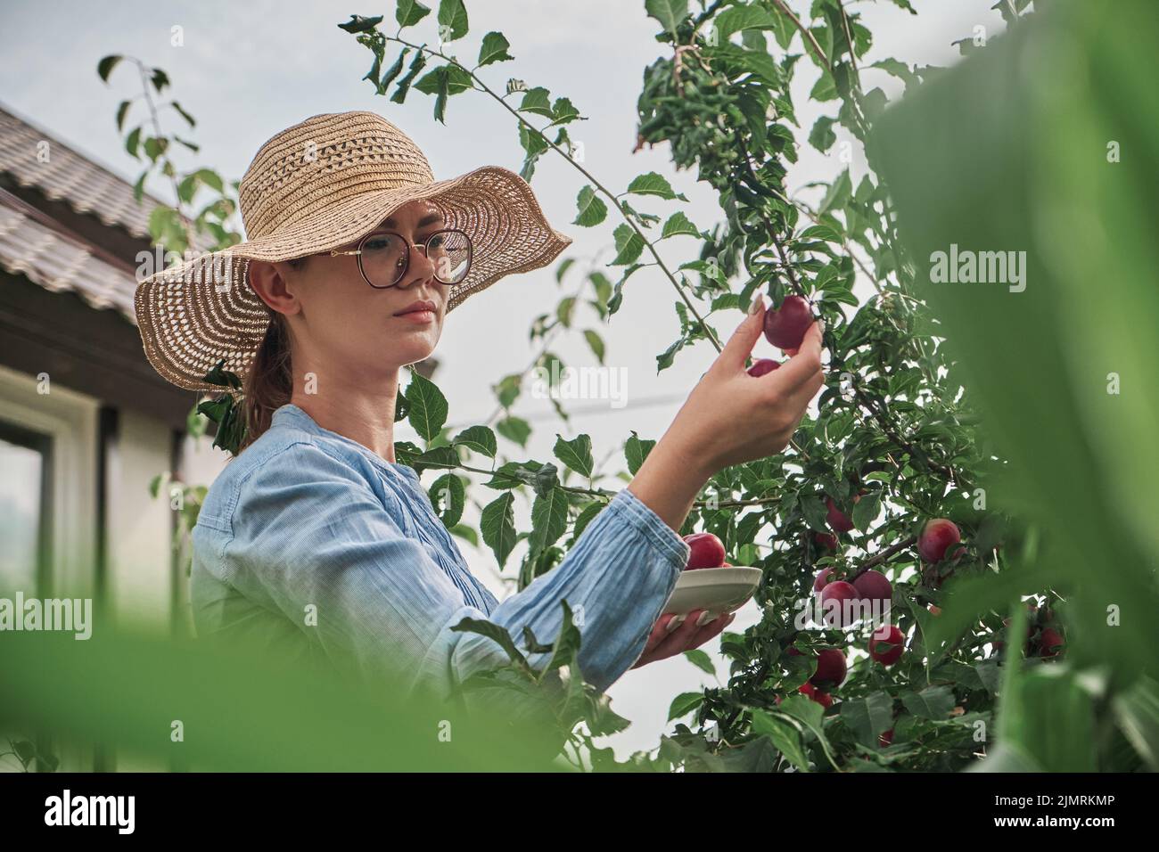 Young female gardener in a hat picking plums in her family backyard ...