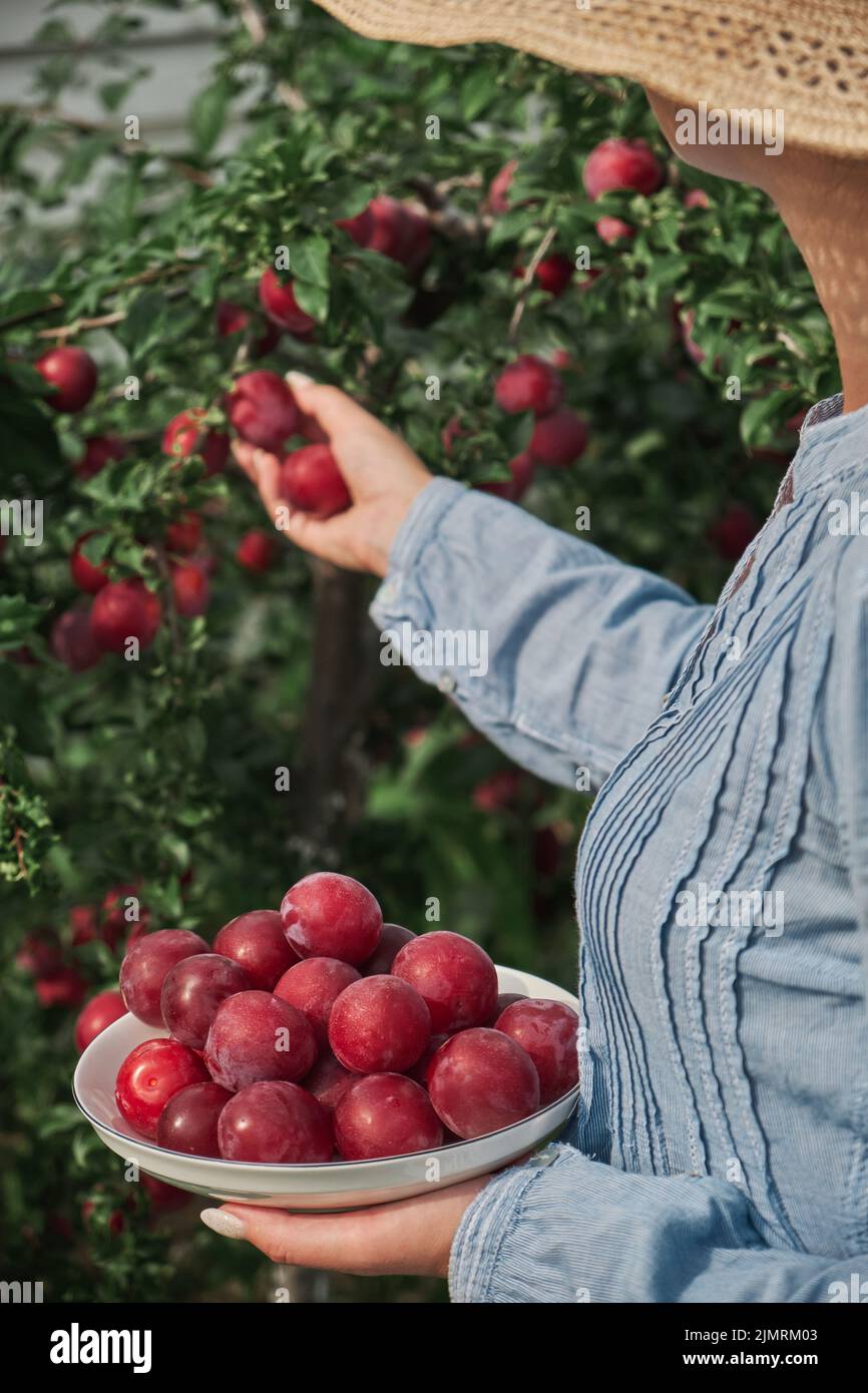 Unrecognizable female gardener in a hat picking plums into a bowl in ...
