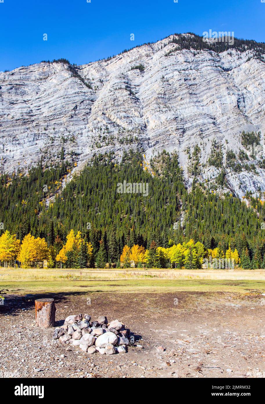 The birches and aspens Stock Photo - Alamy