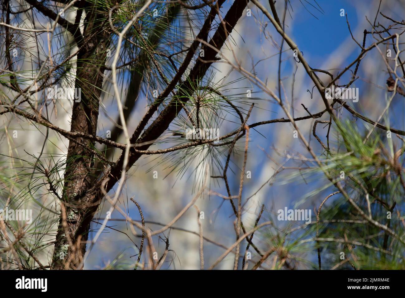 Golden-crowned kinglet (Regulus satrapa) perched in a pine tree Stock ...