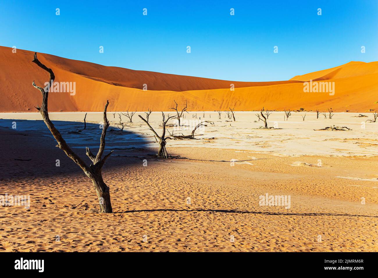 Picturesque fossilized tree remains Stock Photo - Alamy