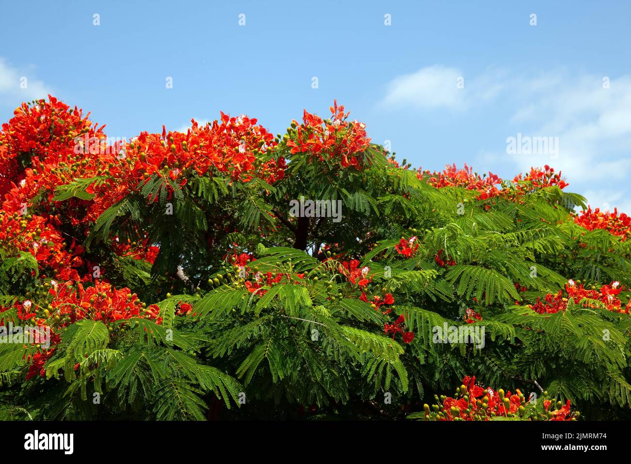 Fire color tree hi-res stock photography and images - Alamy