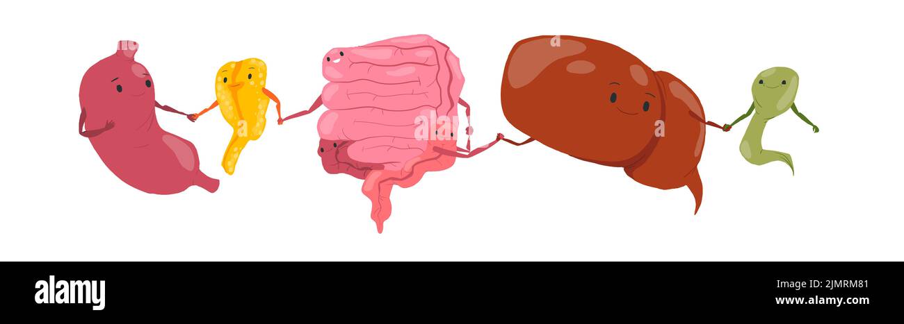 Vector set of human internal organs illustrations. Heart, lungs ...
