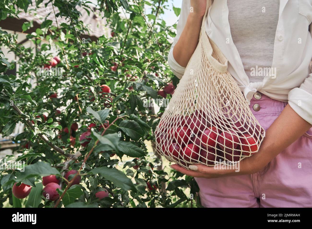 Close up woman picking plums in string bag in her family backyard ...