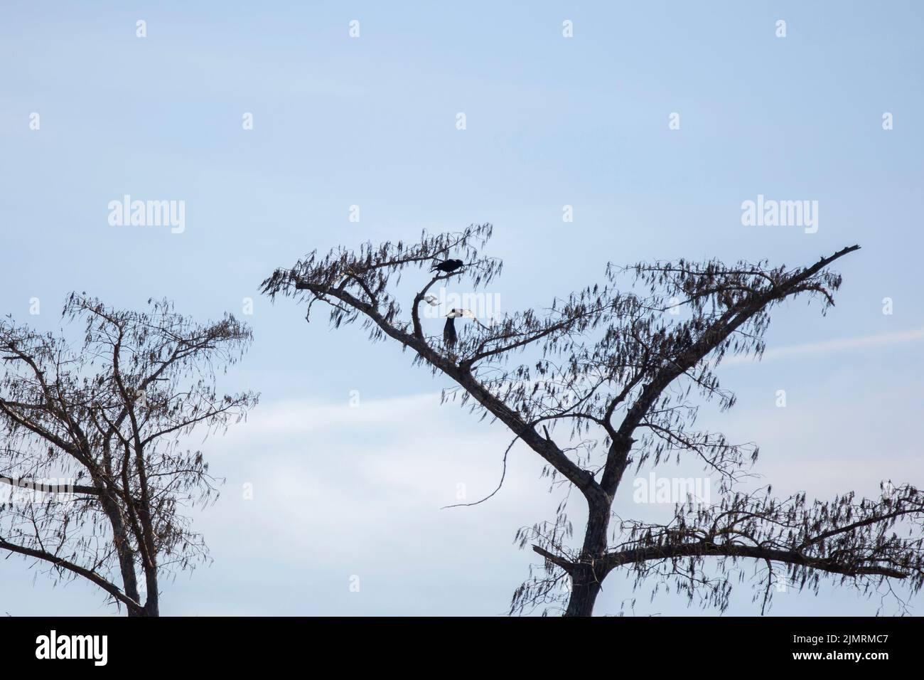 Fish crow (Corvus ossifragus) flying toward another fish crow perched ...