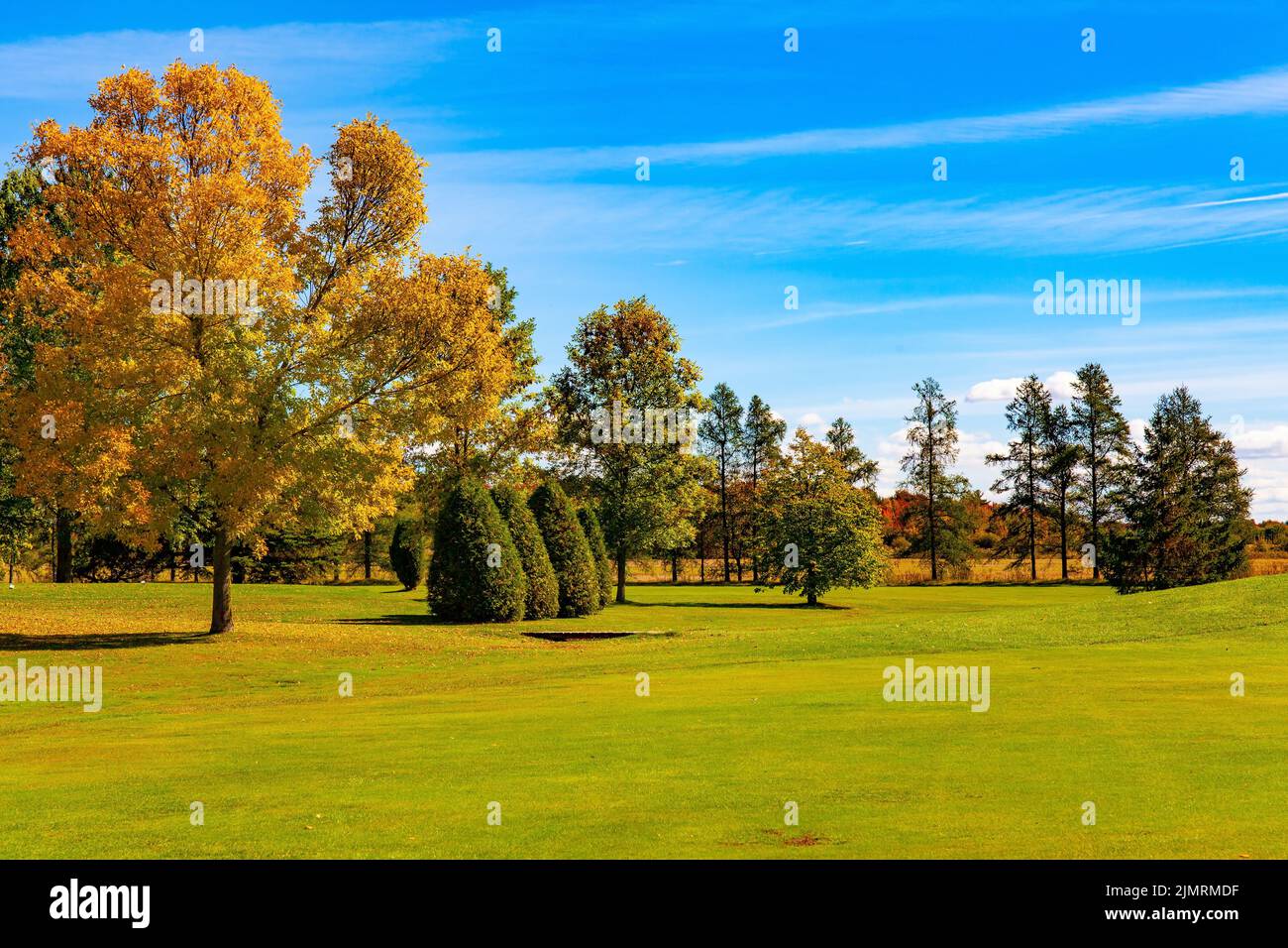 Trees with green, yellow foliage Stock Photo - Alamy