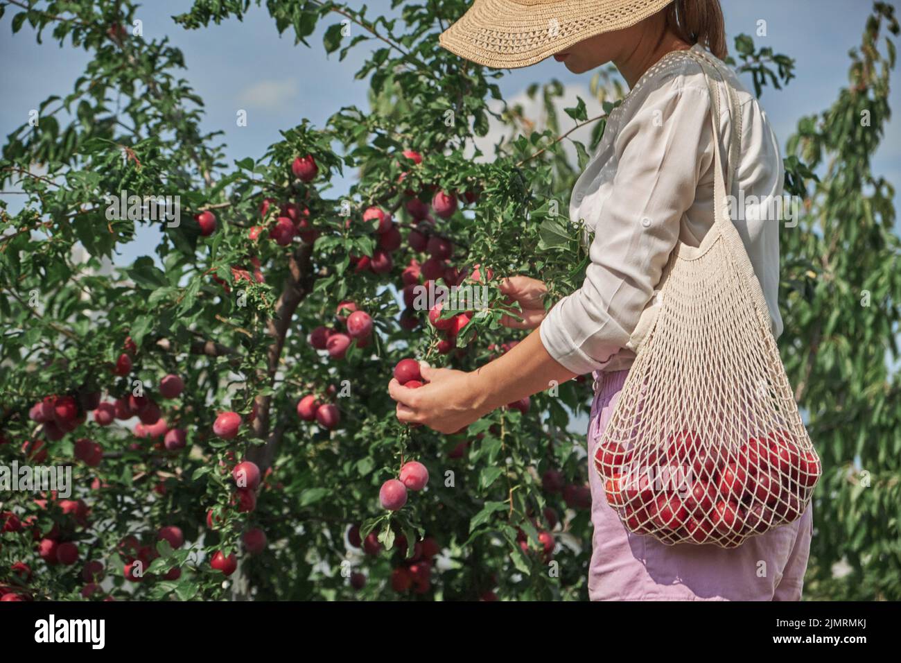 Unrecognizable woman picking plums in string eco mesh bag in her family ...