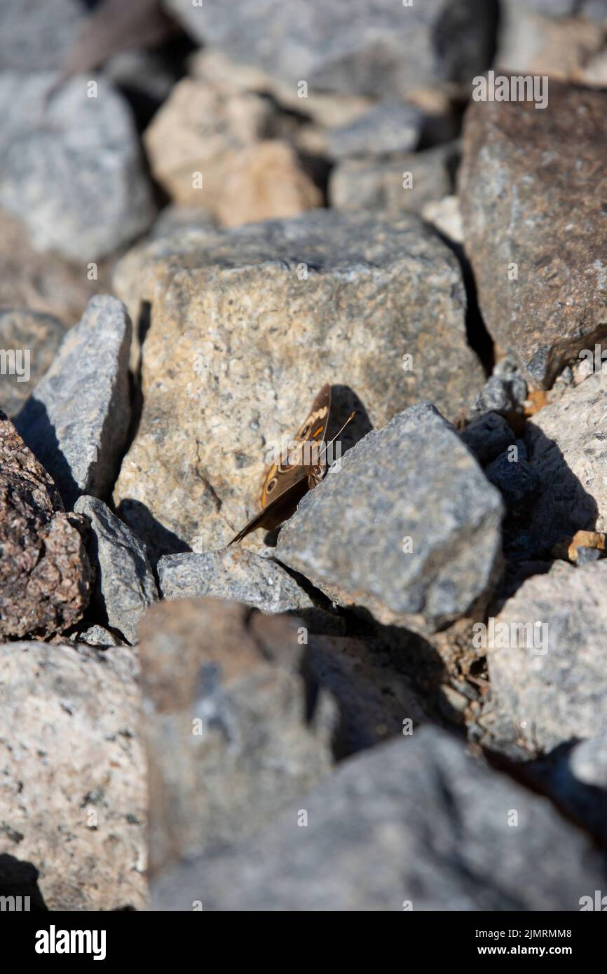 Common buckeye butterfly (Junonia coenia) in gray gravel rocks on the ...