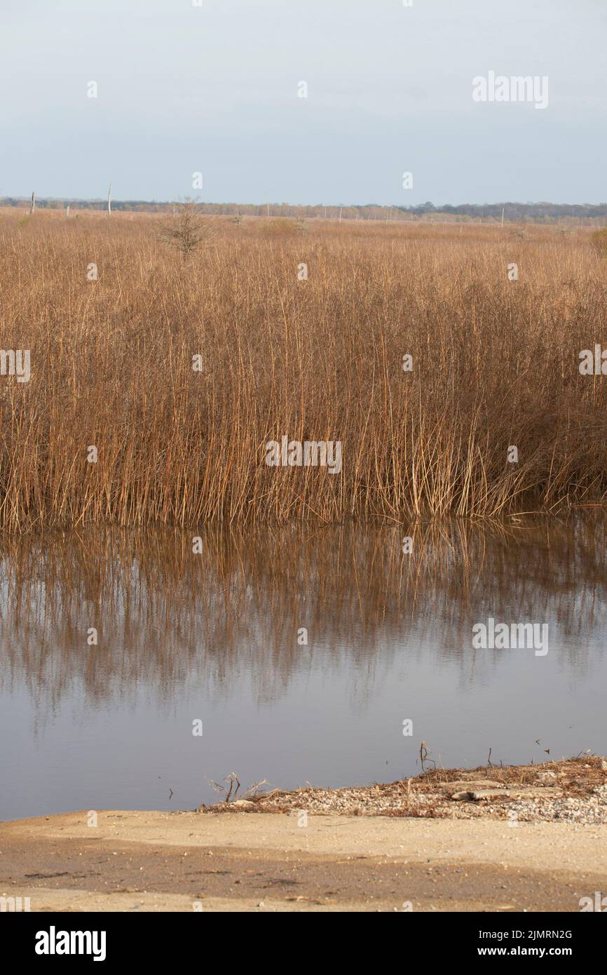 Swamp brake, with dried reed grass growing in water past cement Stock ...