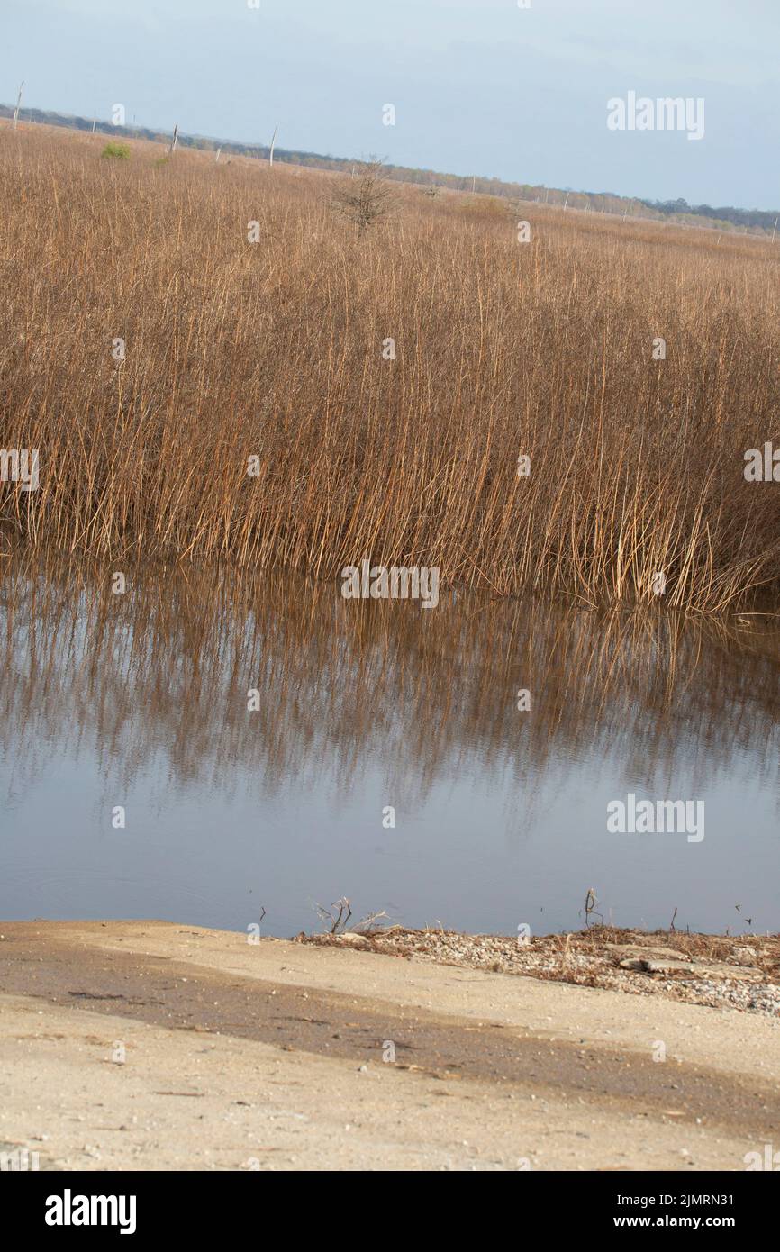 Swamp brake, with dried reed grass growing in water past cement Stock ...