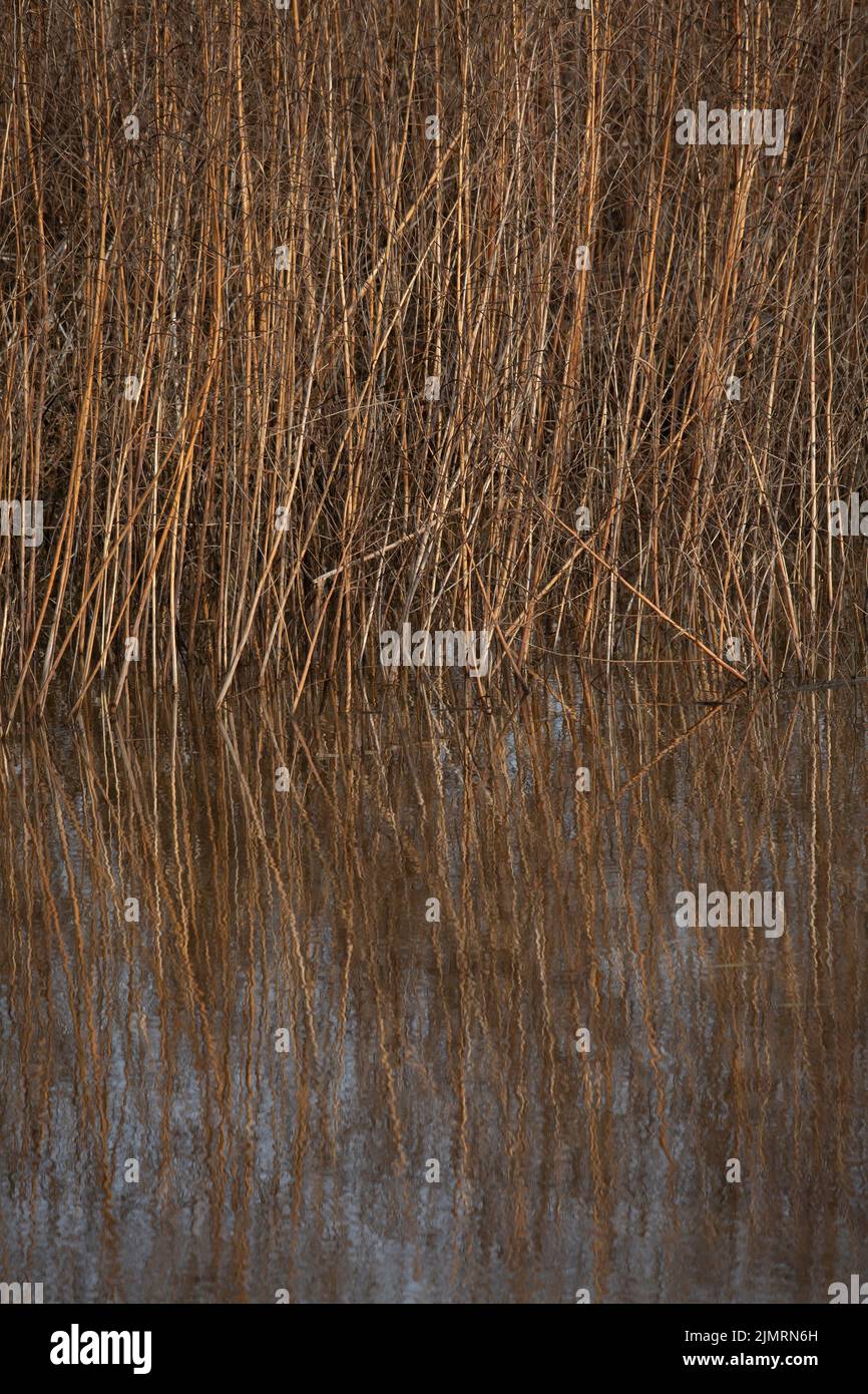Tall, dried reeds growing in the water Stock Photo - Alamy