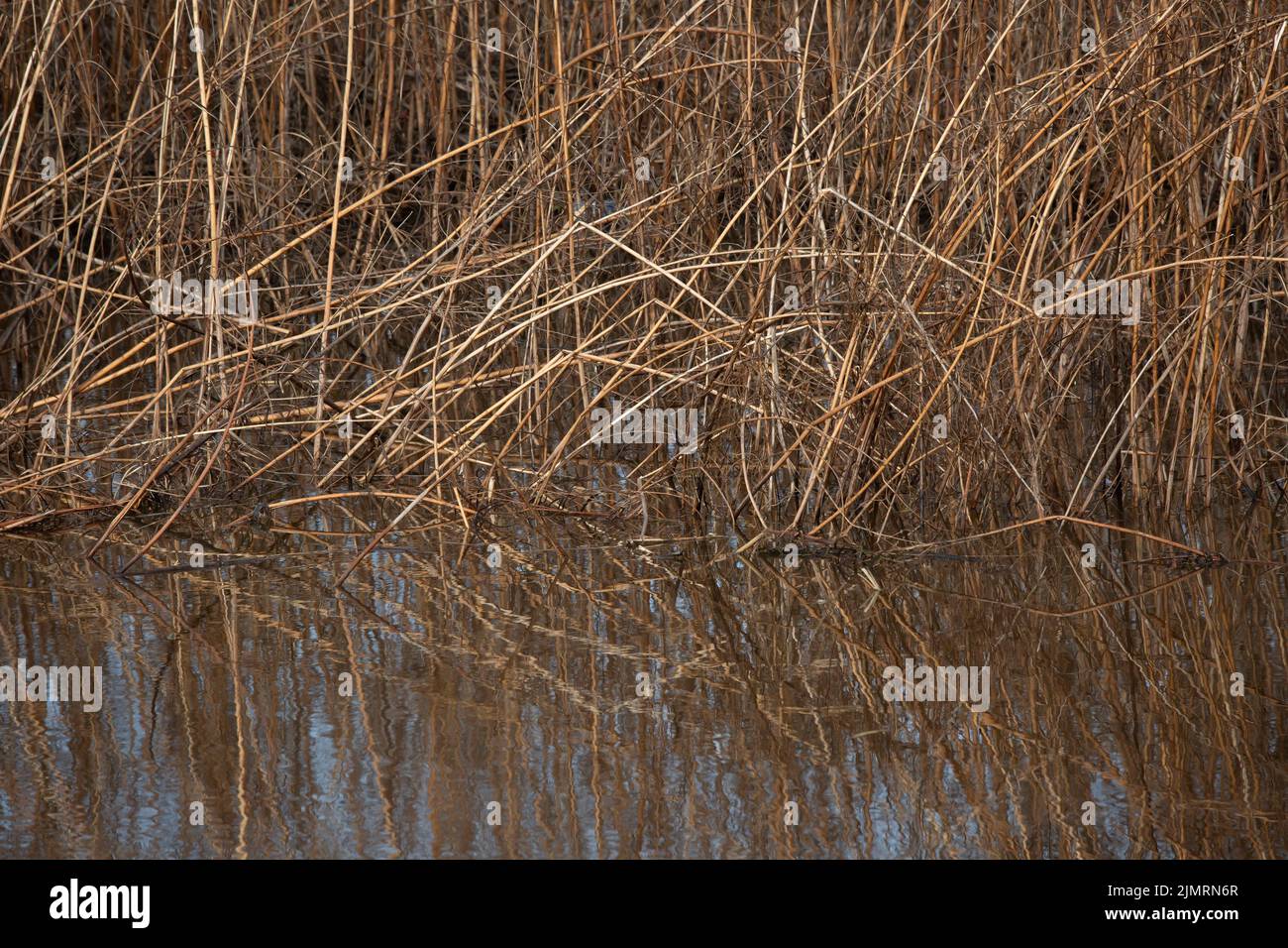 Tall, dried reeds growing in the water Stock Photo - Alamy