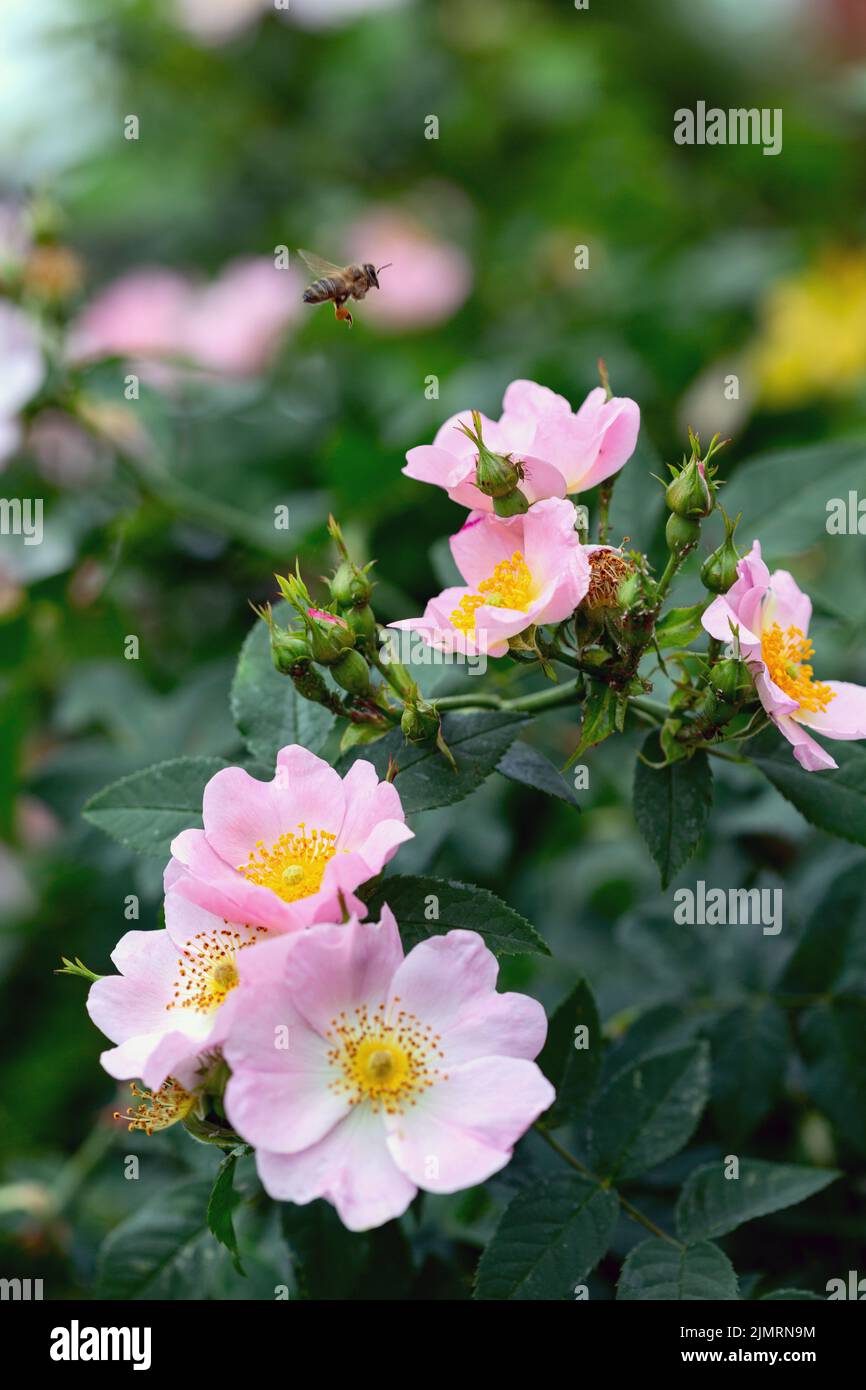 Blooming Mayrose (Rosa majalis Stock Photo - Alamy