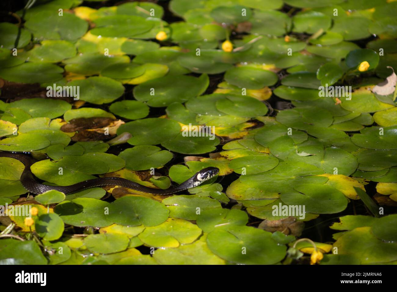 grass snake amongst lily pads at Salzburg Zoo, Austria Stock Photo - Alamy