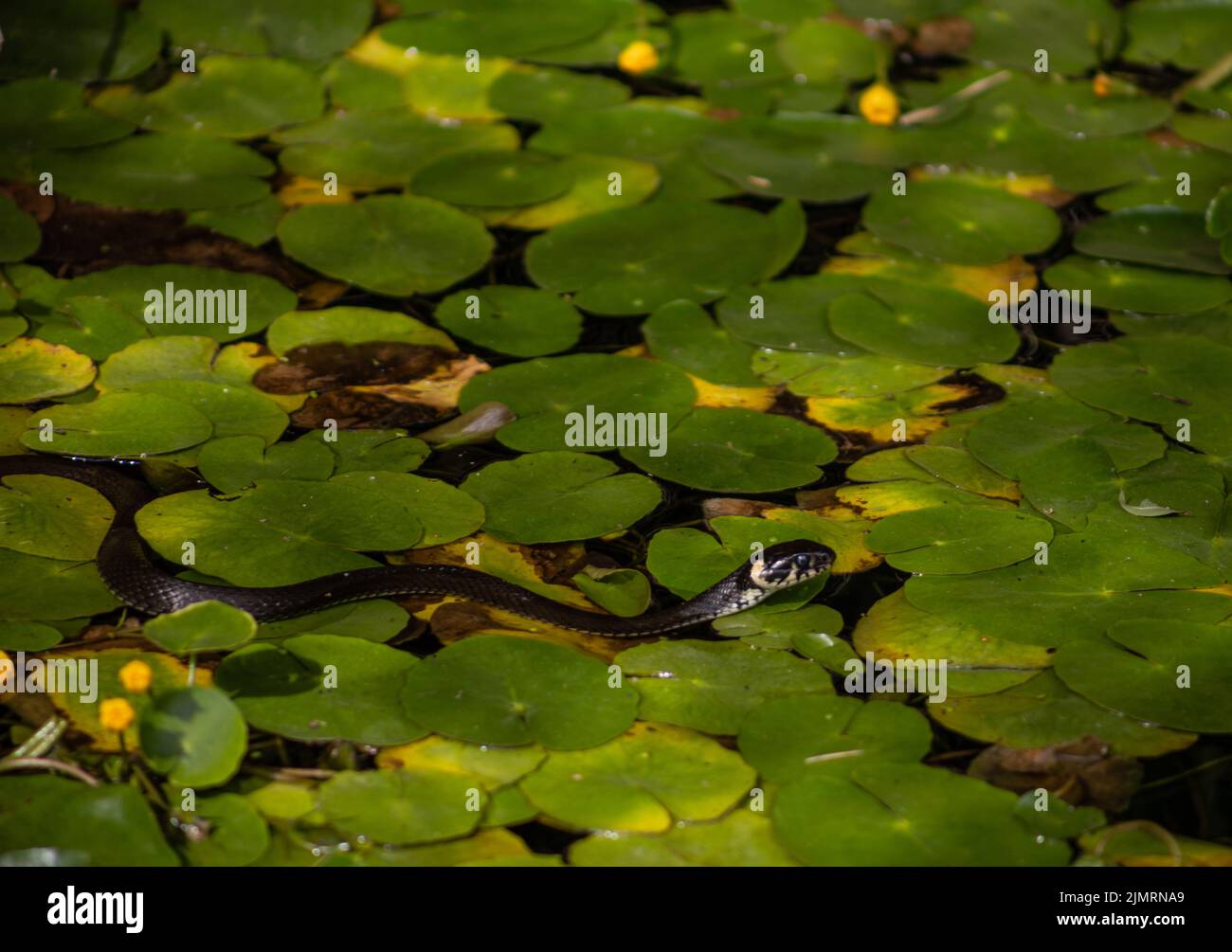 grass snake amongst lily pads at Salzburg Zoo, Austria Stock Photo - Alamy