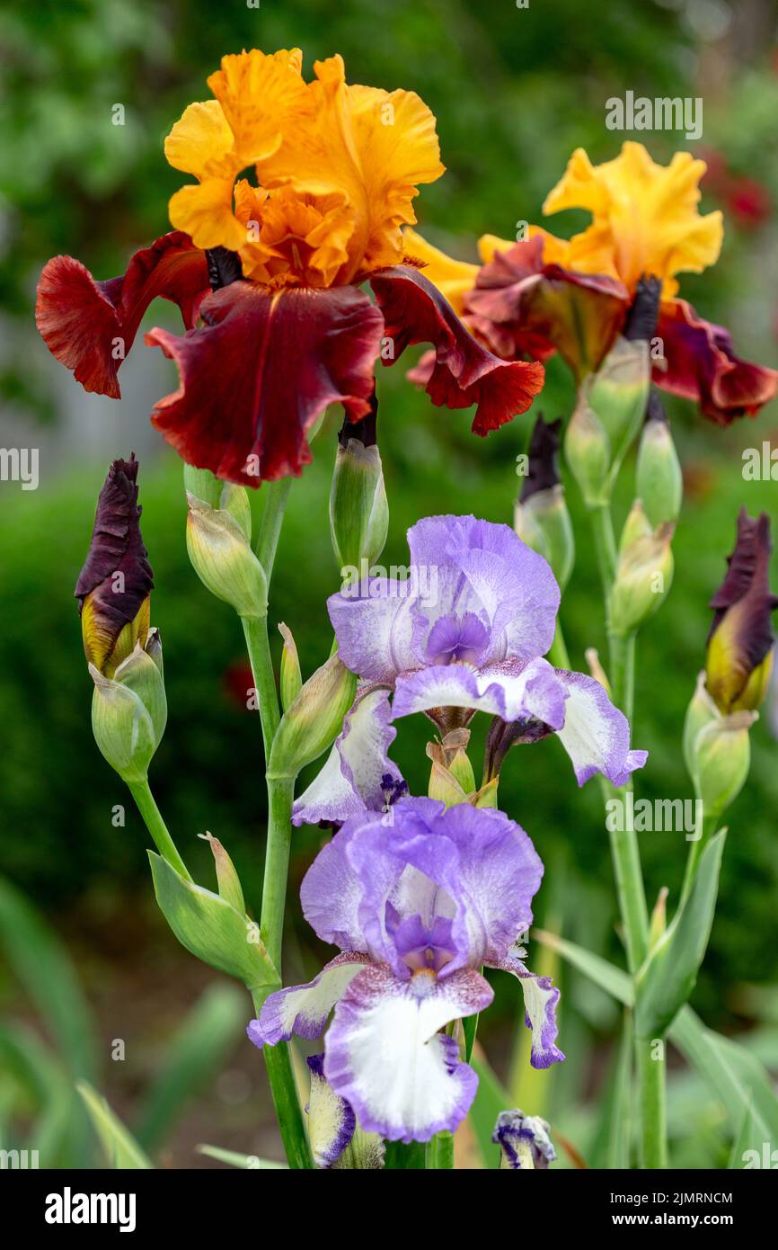 Iris germanica, commonly known as the bearded iris or the German bearded iris Stock Photo - Alamy