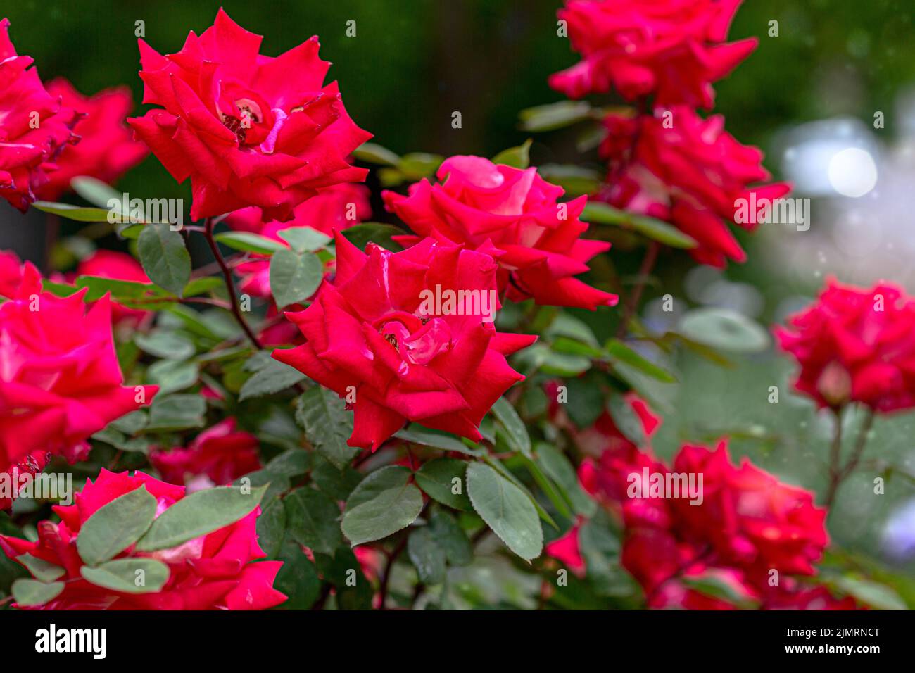 Red rose bushes Stock Photo - Alamy