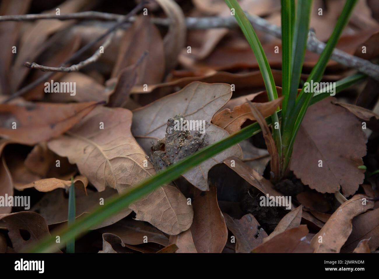 Tiny northern cricket frog (Acris crepitans) on a brown leaf, facing ...