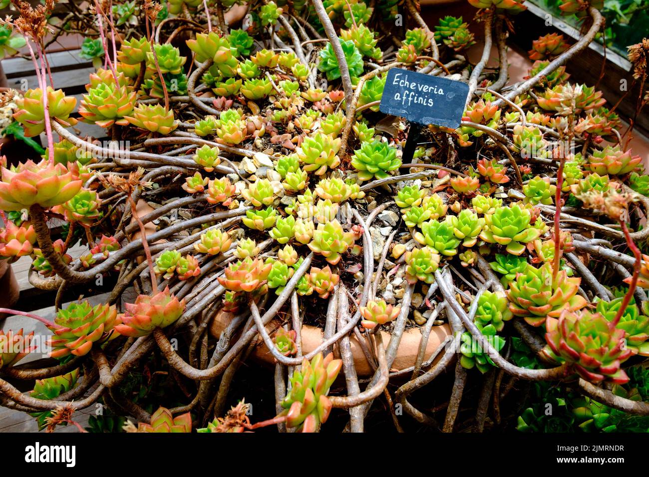 Echeveria affinis, succulent plant Stock Photo - Alamy