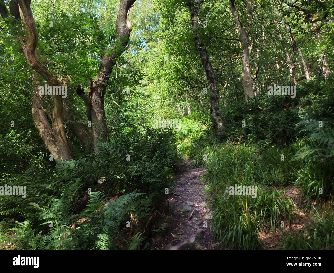 Pathway though dense green forest surrounded by dense ferns grass and ...