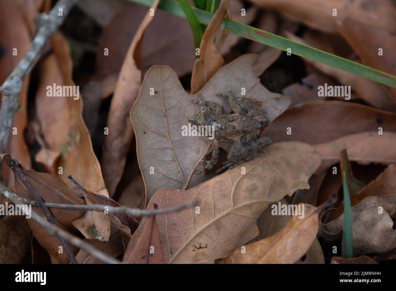 Tiny northern cricket frog (Acris crepitans) on a brown leaf, facing ...