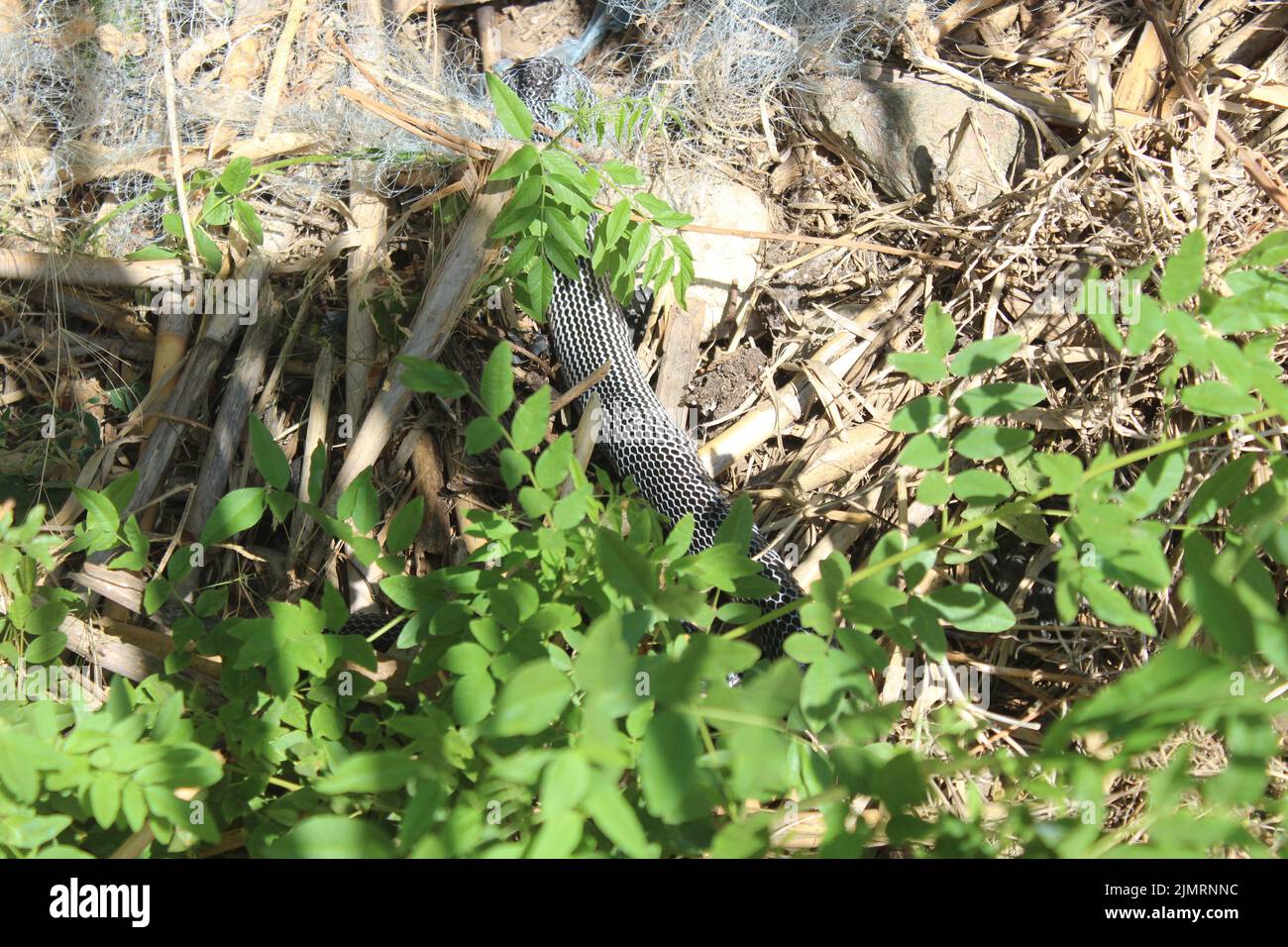 Black and white snake hi-res stock photography and images - Alamy