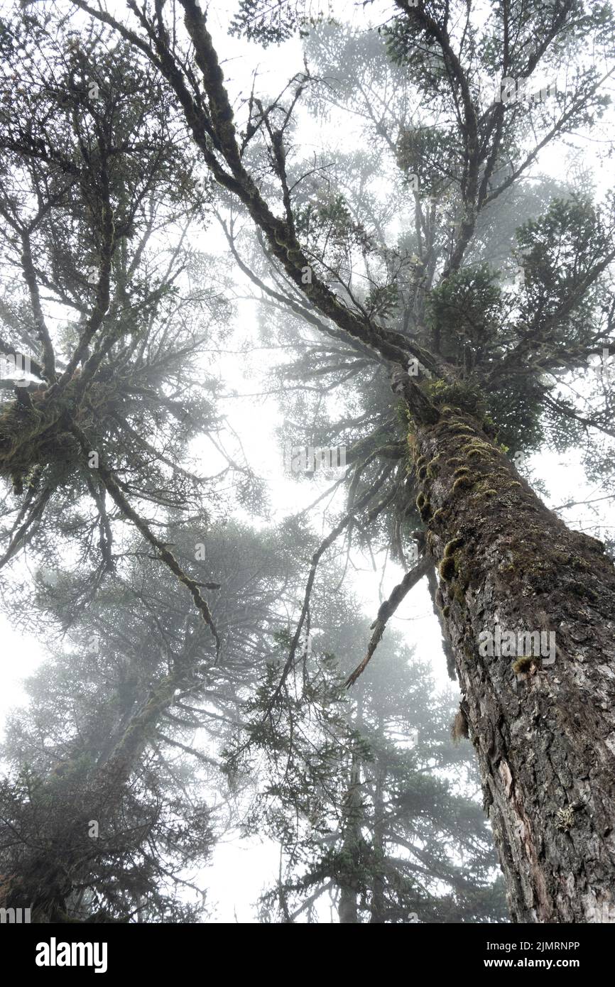 Tree canopy from below hi-res stock photography and images - Alamy