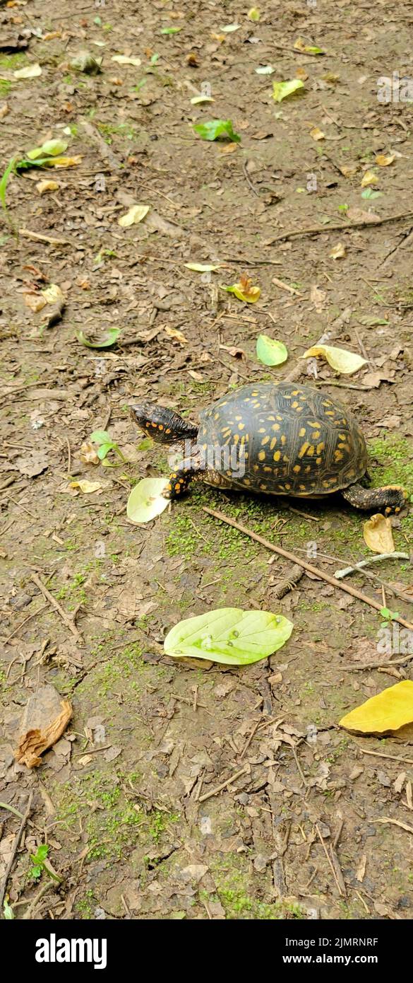 A vertical shot of an Irwin's turtle walking on the ground - Elseya ...
