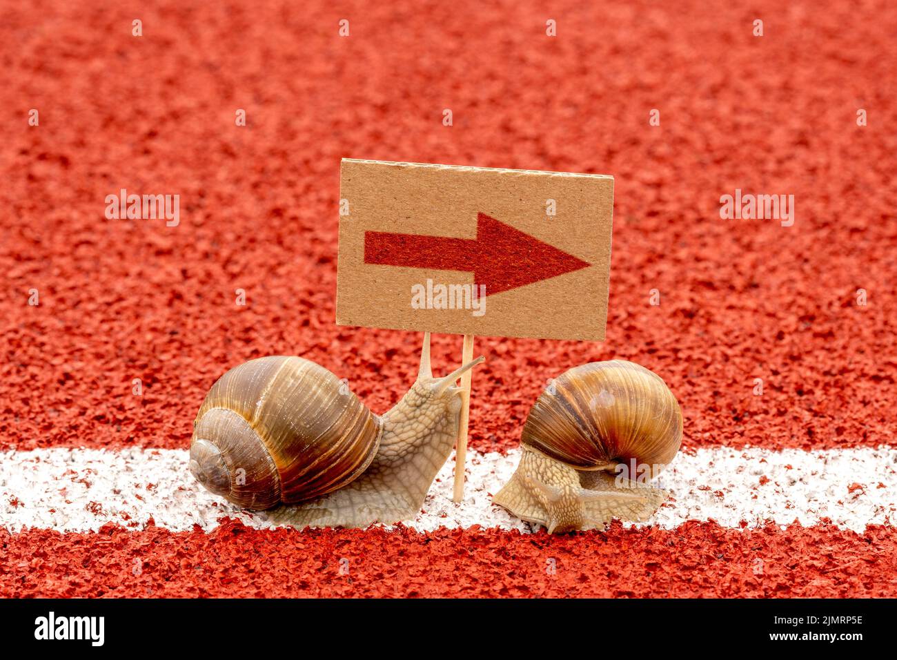 Two snails looking at sign with red arrow Stock Photo - Alamy