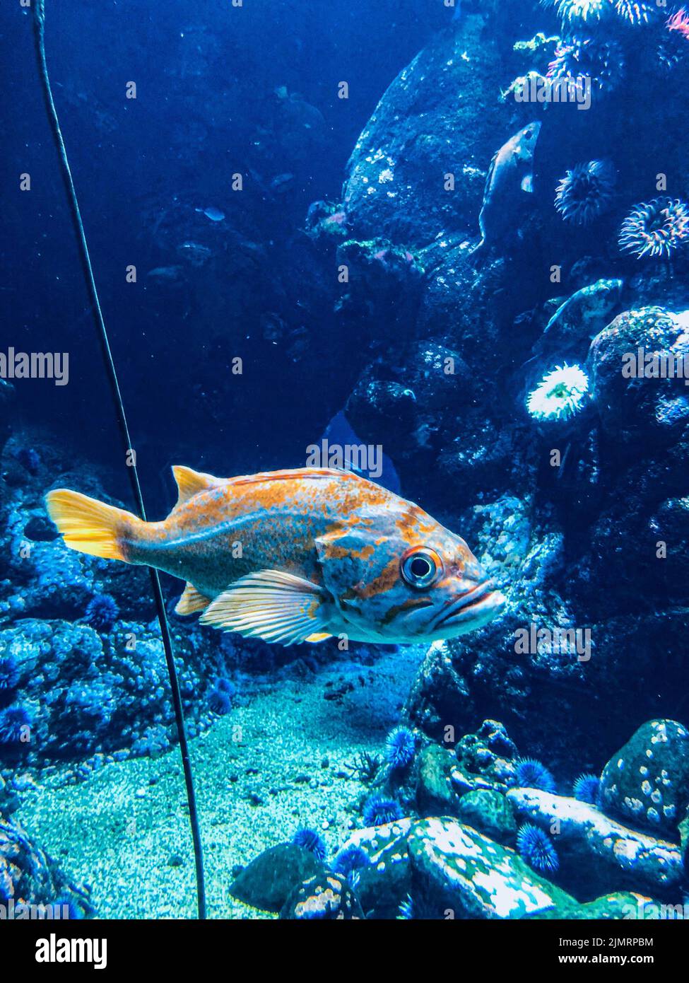 Canary fish hi-res stock photography and images - Alamy