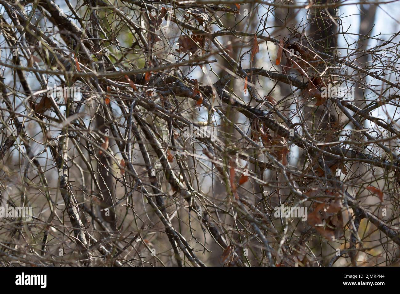 Golden-crowned kinglet (Regulus satrapa) hidden in dark bramble ...