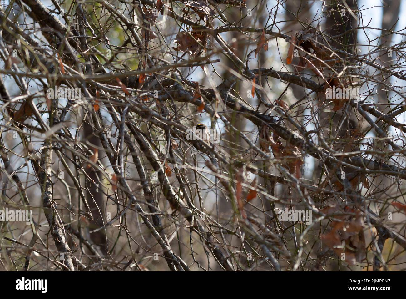 Golden-crowned kinglet (Regulus satrapa) hidden in dark bramble Stock ...