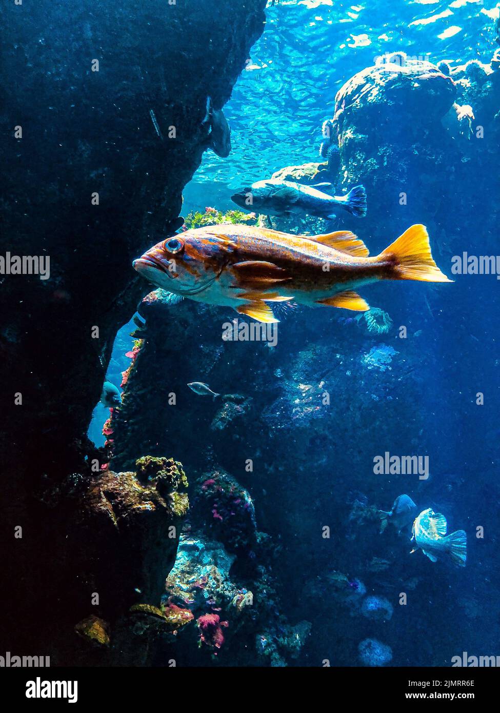 A vertical closeup of a fish in the aquarium Stock Photo - Alamy