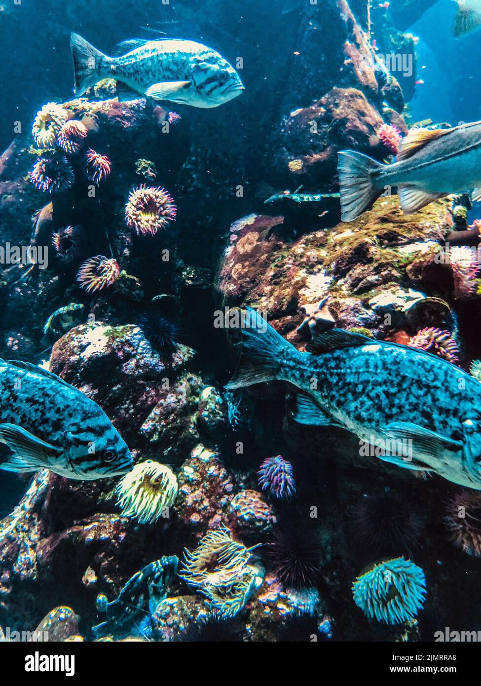 Blue fish in the aquarium Stock Photo - Alamy