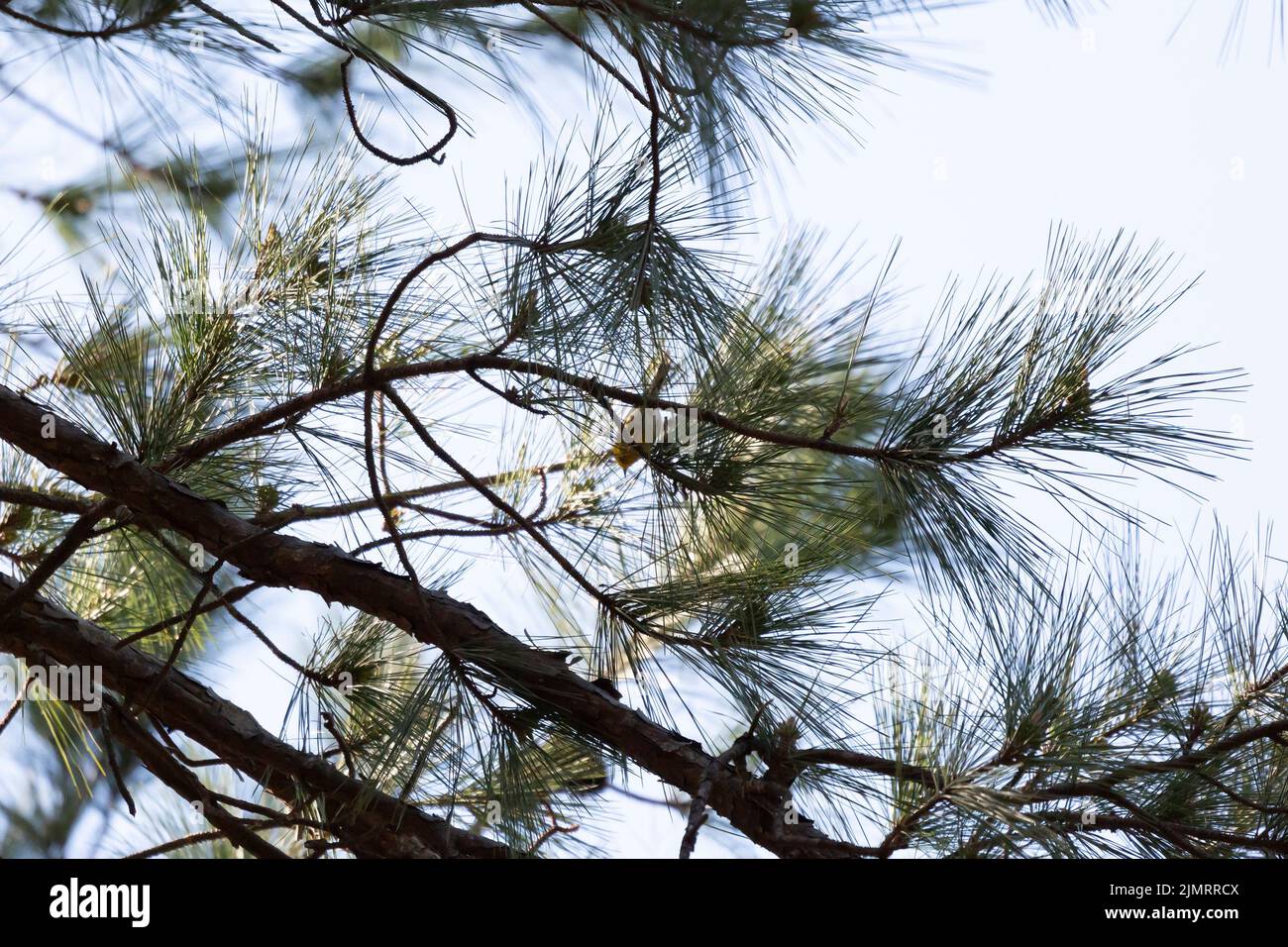 Pine warbler (Setophaga pinus) ready to hop off a tree branch Stock ...