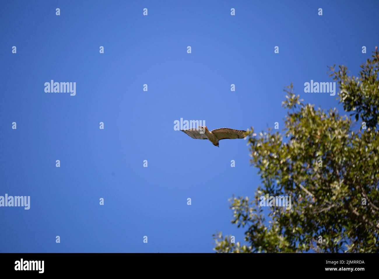 Red-tailed hawk (Buteo jamaicensis) soaring past a tree top Stock Photo ...