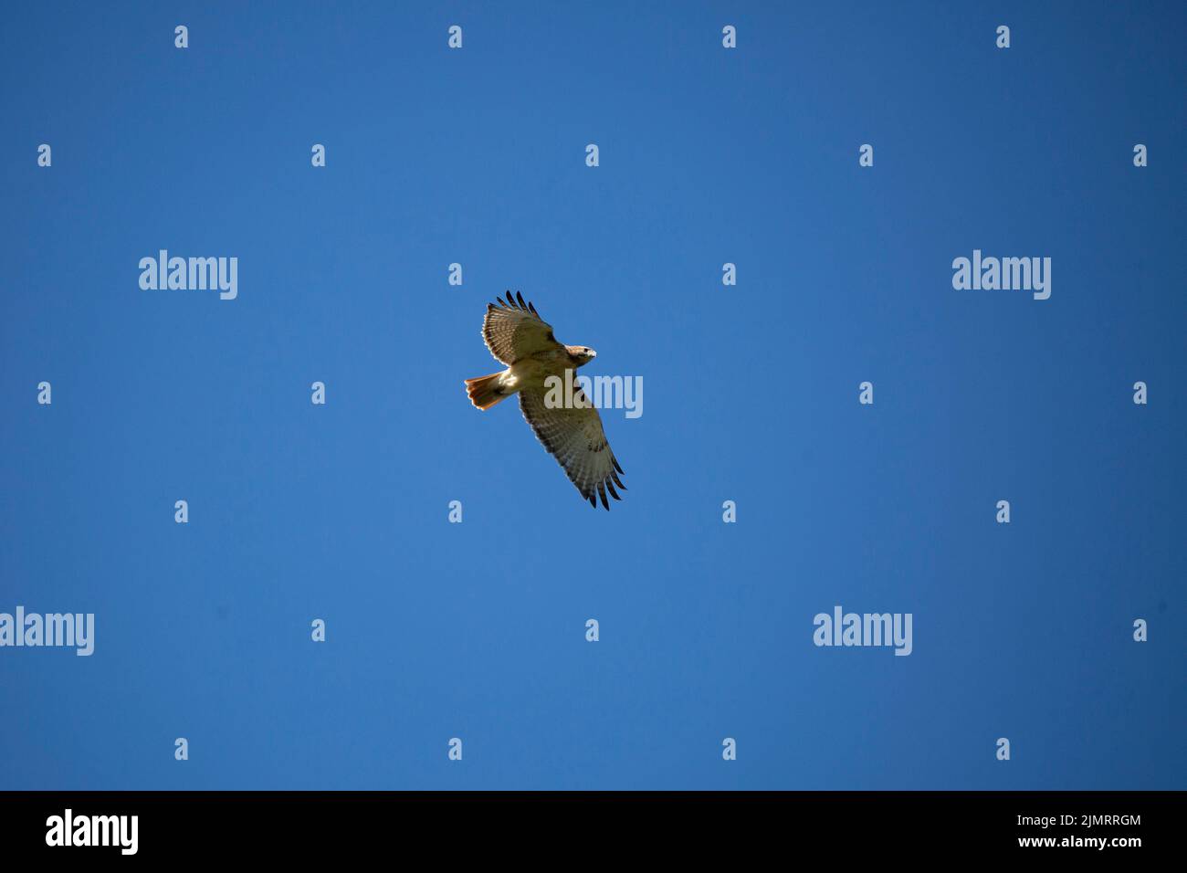 Red-tailed hawk, also known as a chicken hawk (Buteo jamaicensis ...