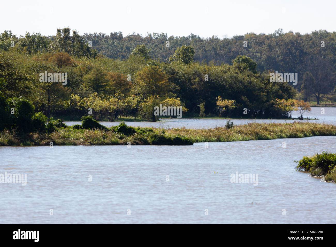Bayou jutting between shorelines with bushes and trees in the distance ...