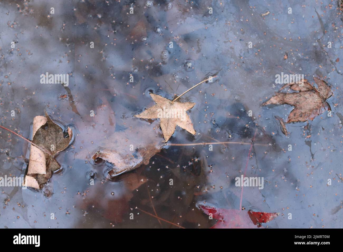 Wet brown puddle texture hi-res stock photography and images - Alamy