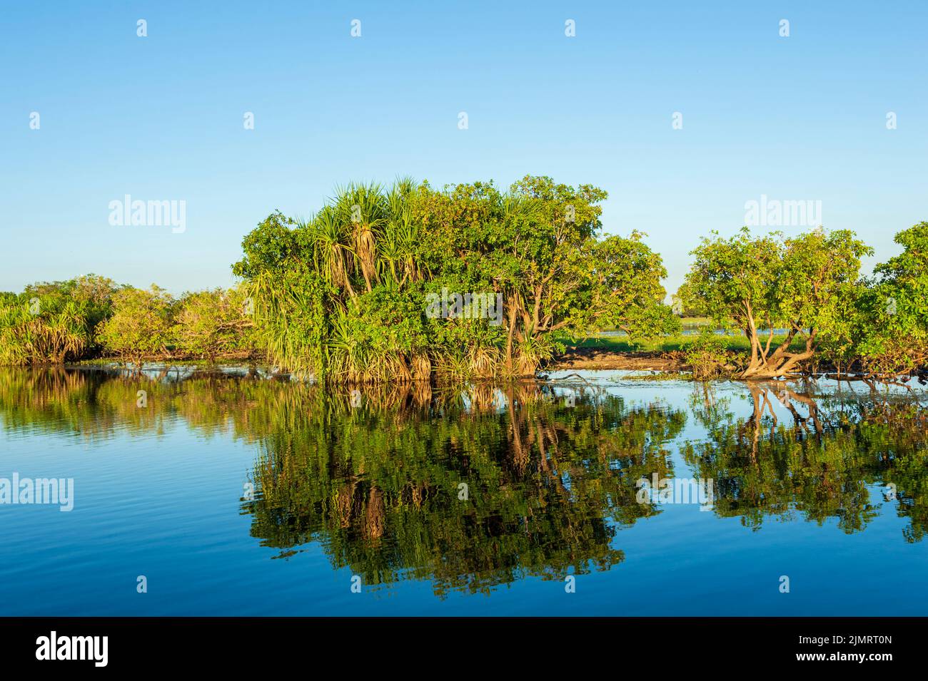 Pandanus reflected in the water at dawn, Yellow Waters Billabong ...