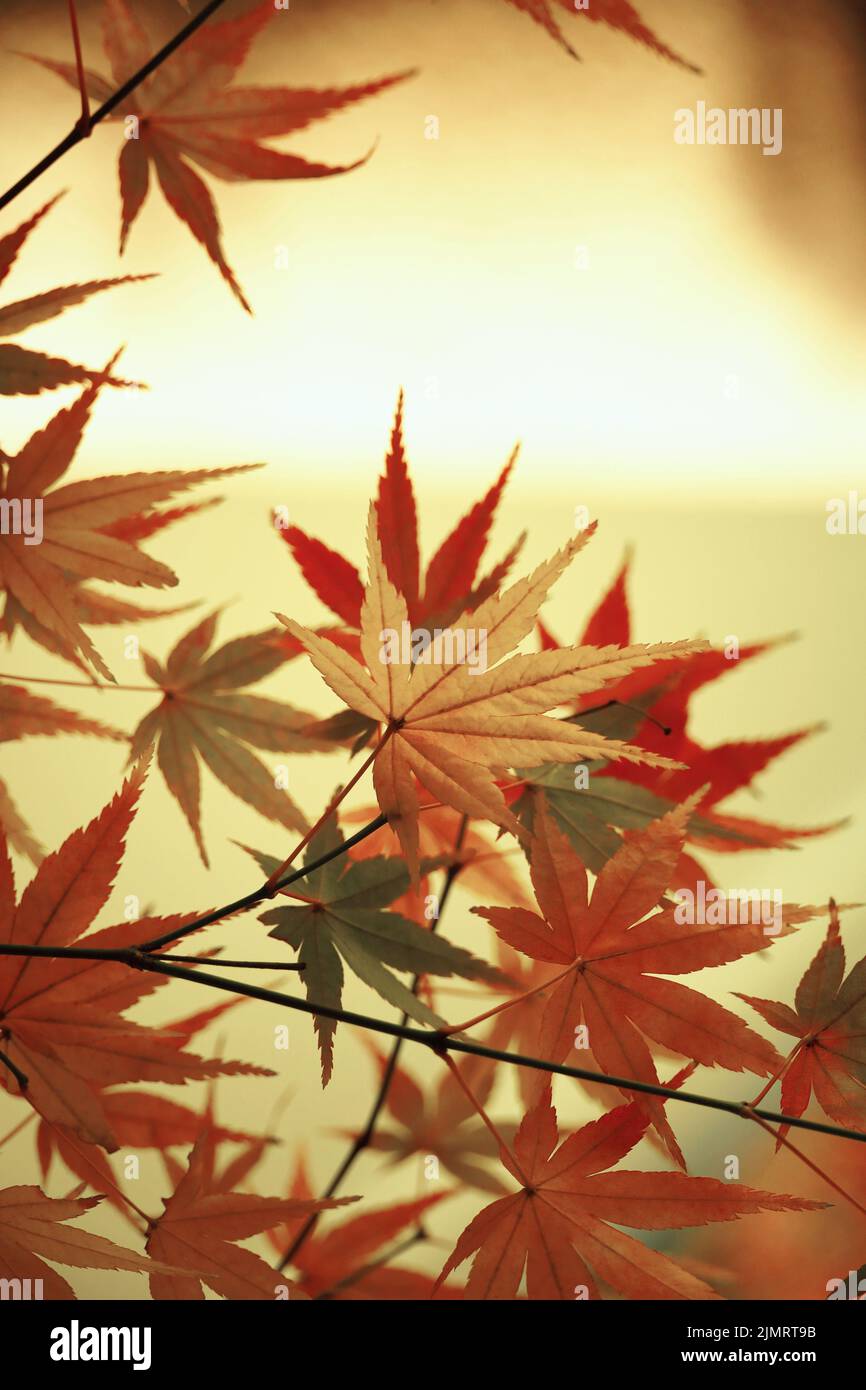 Japanese maple autumn leaves hi-res stock photography and images - Alamy