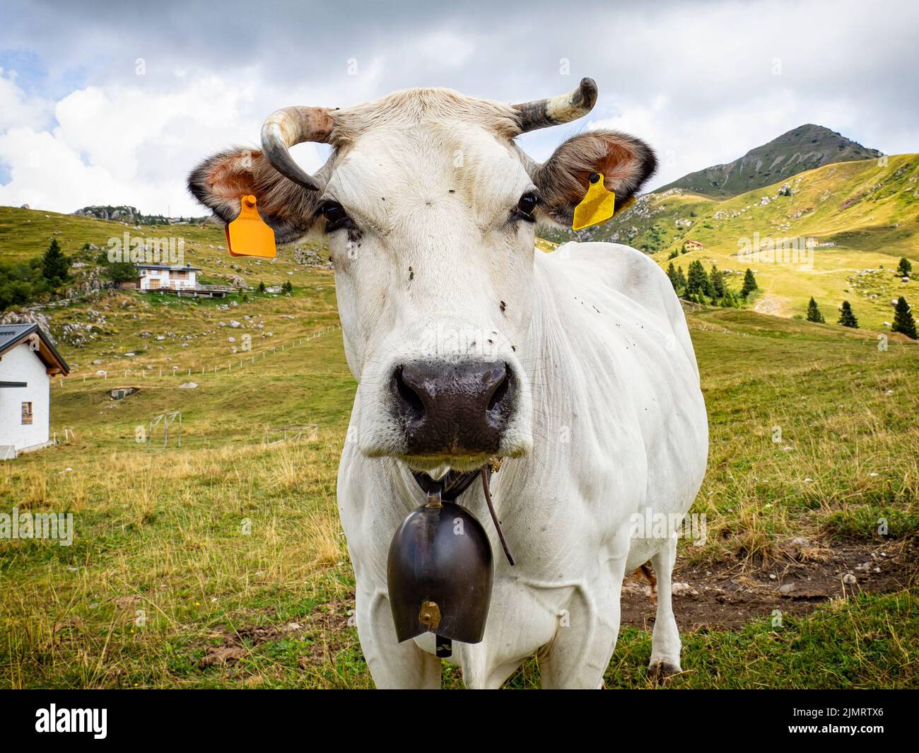 Funny cow face close-up in a prairie Stock Photo - Alamy