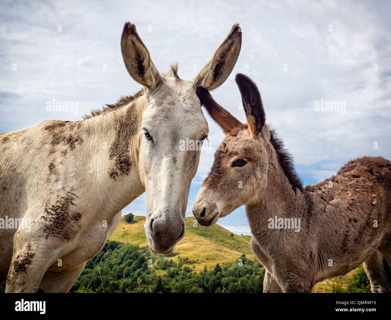 Close up mule head and ears hi-res stock photography and images - Alamy