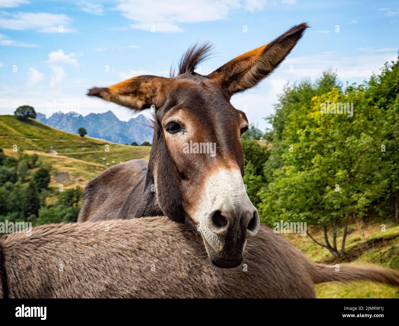 Donkey head close-up in the countryside Stock Photo - Alamy