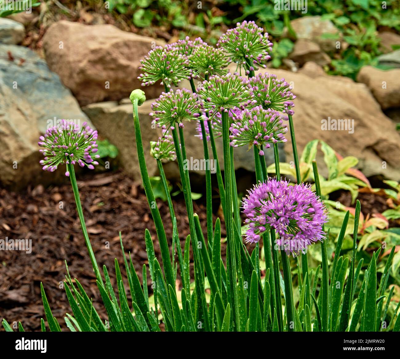 Millenium - Ornamental Onion -Allium hybrid Bright rosy purple, rounded ...
