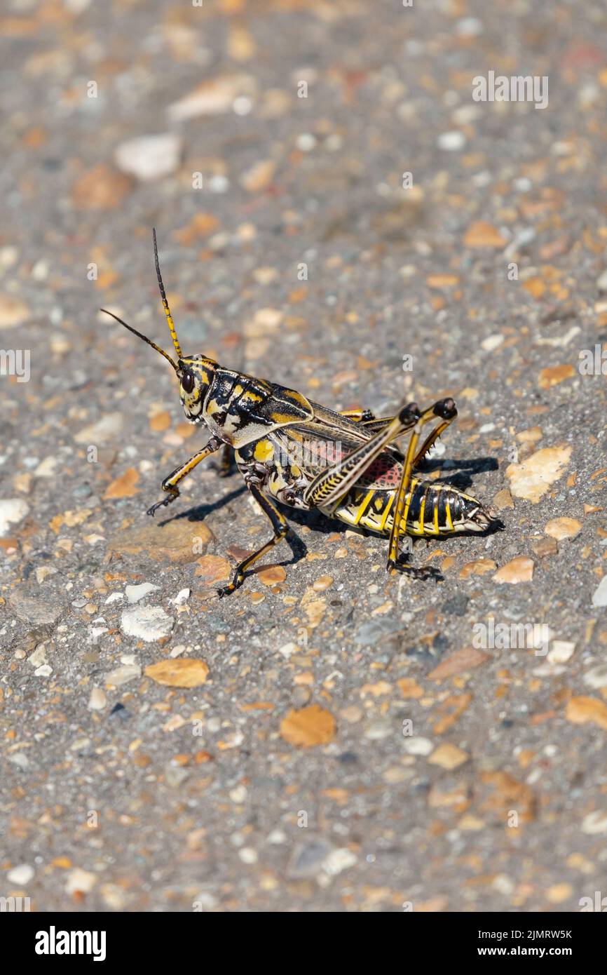 Adult eastern lubber grasshopper (Romalea guttata) on cement Stock ...