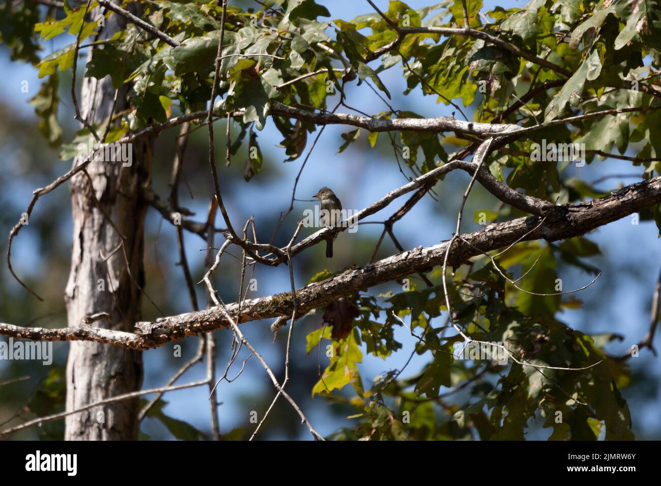 Eastern wood-pewee (Contopus virens) looking around from its perch on a ...