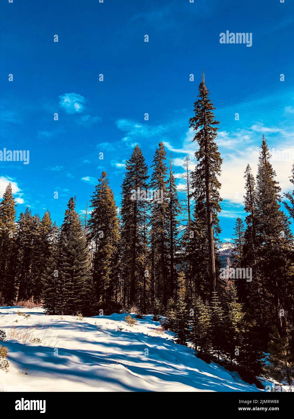 A vertical landscape of sequoias in the winter Stock Photo - Alamy